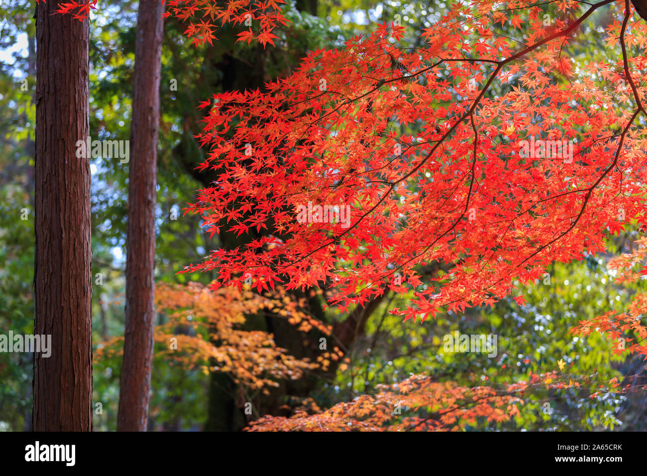 Beautiful Red and Colorful Japanese Maple Leaves Background in Kyoto in ...
