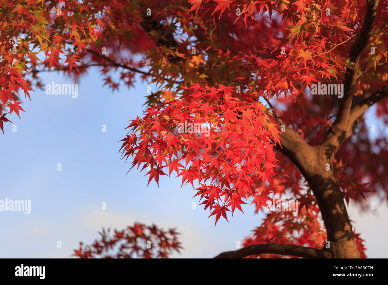 Beautiful Red and Colorful Japanese Maple Leaves Background in Kyoto in ...