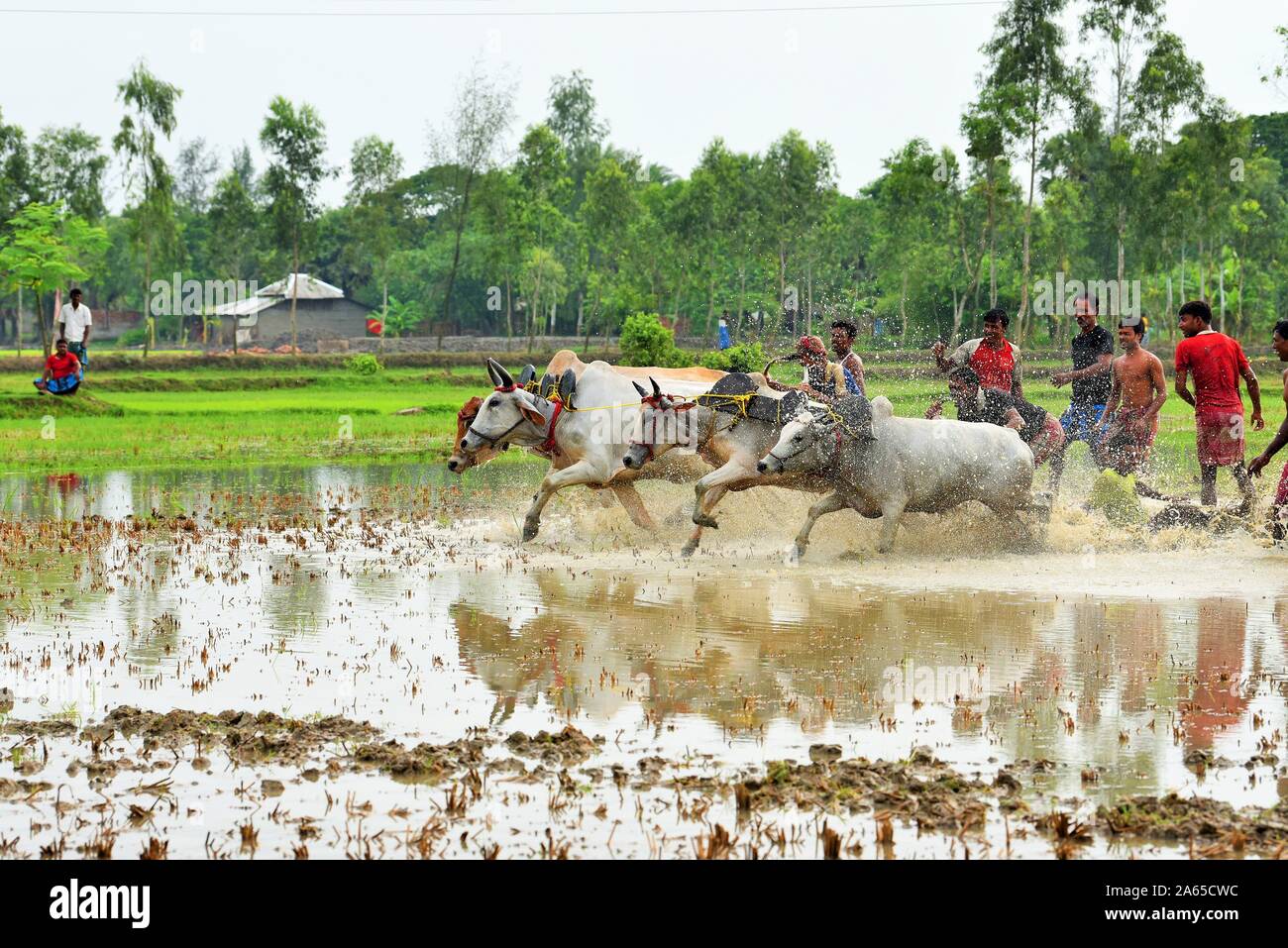 Moichara cattle race festival Herobhanga village, Canning railway ...