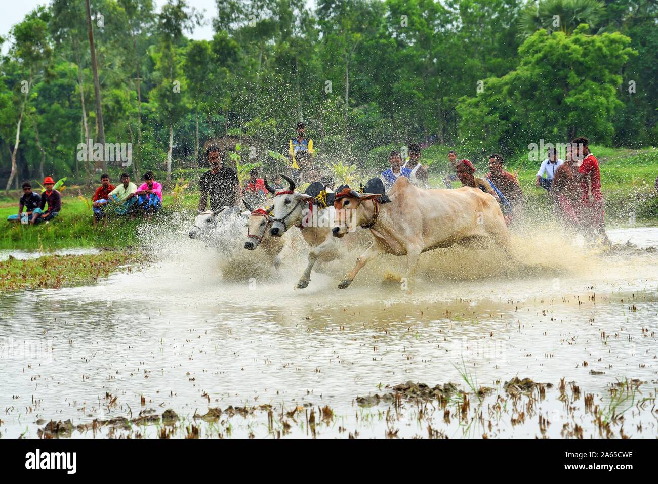 Moichara cattle race festival Herobhanga village, Canning railway ...