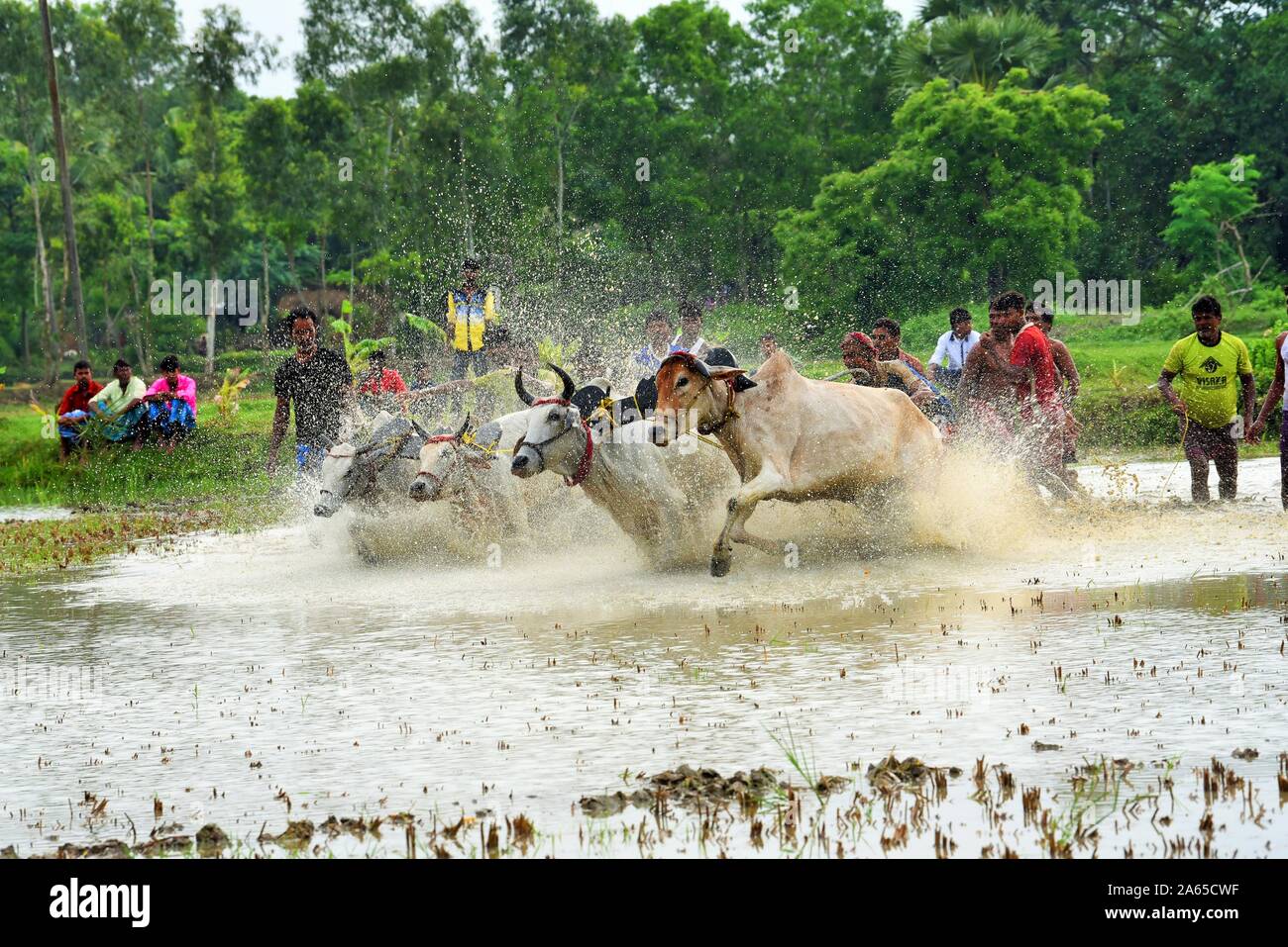 Moichara cattle race festival Herobhanga village, Canning railway ...