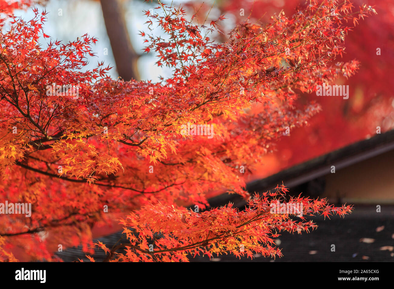 Beautiful Red and Colorful Japanese Maple Leaves Background in Kyoto in ...