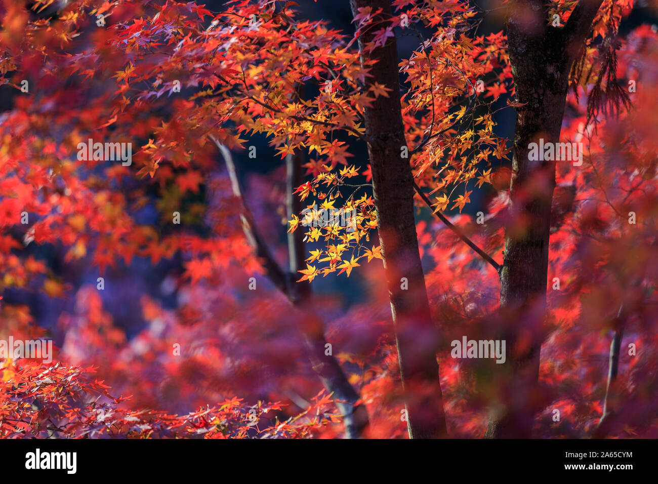 Beautiful Red and Colorful Japanese Maple Leaves Background in Kyoto in ...