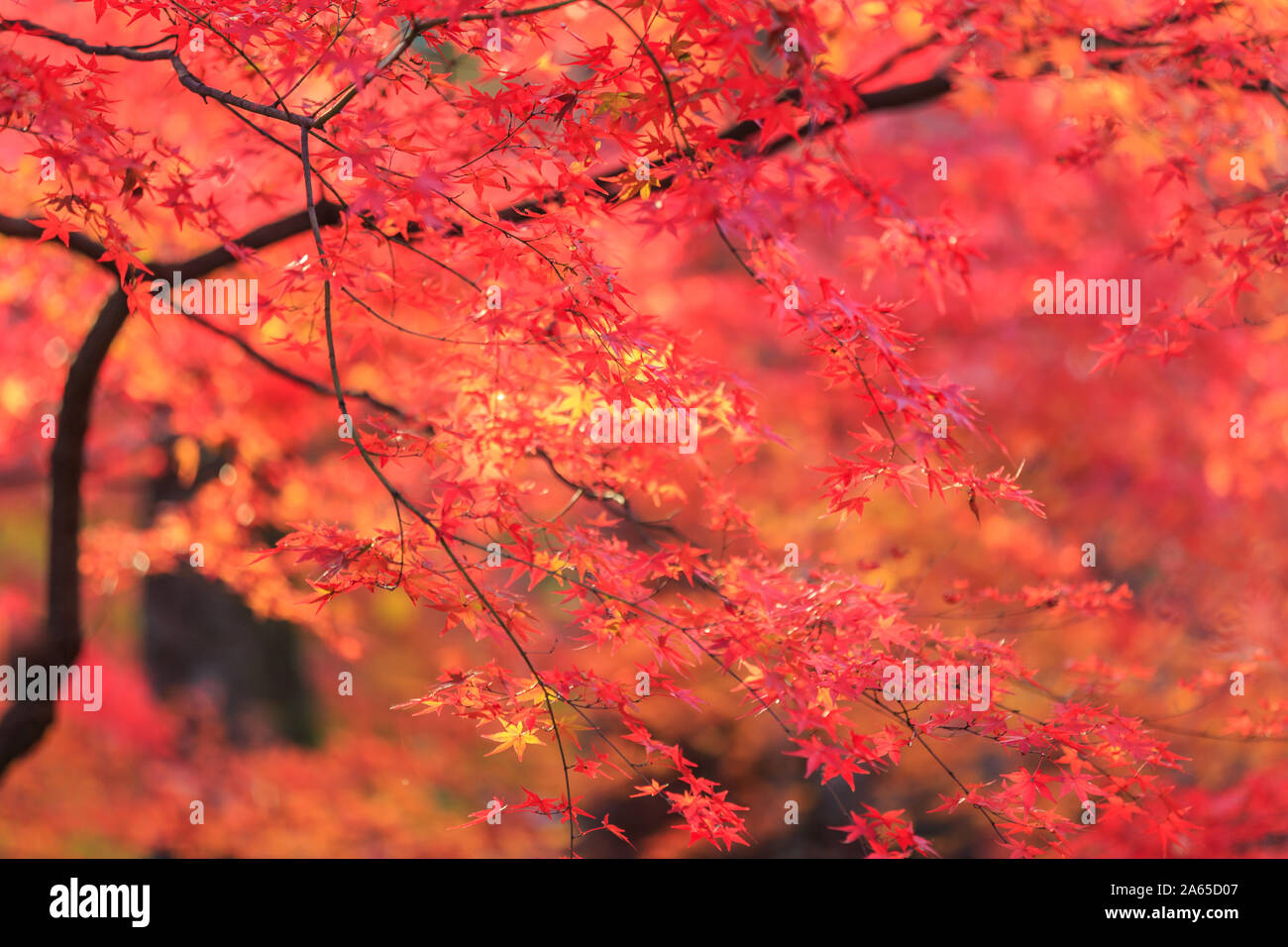 Beautiful Red and Colorful Japanese Maple Leaves Background in Kyoto in ...
