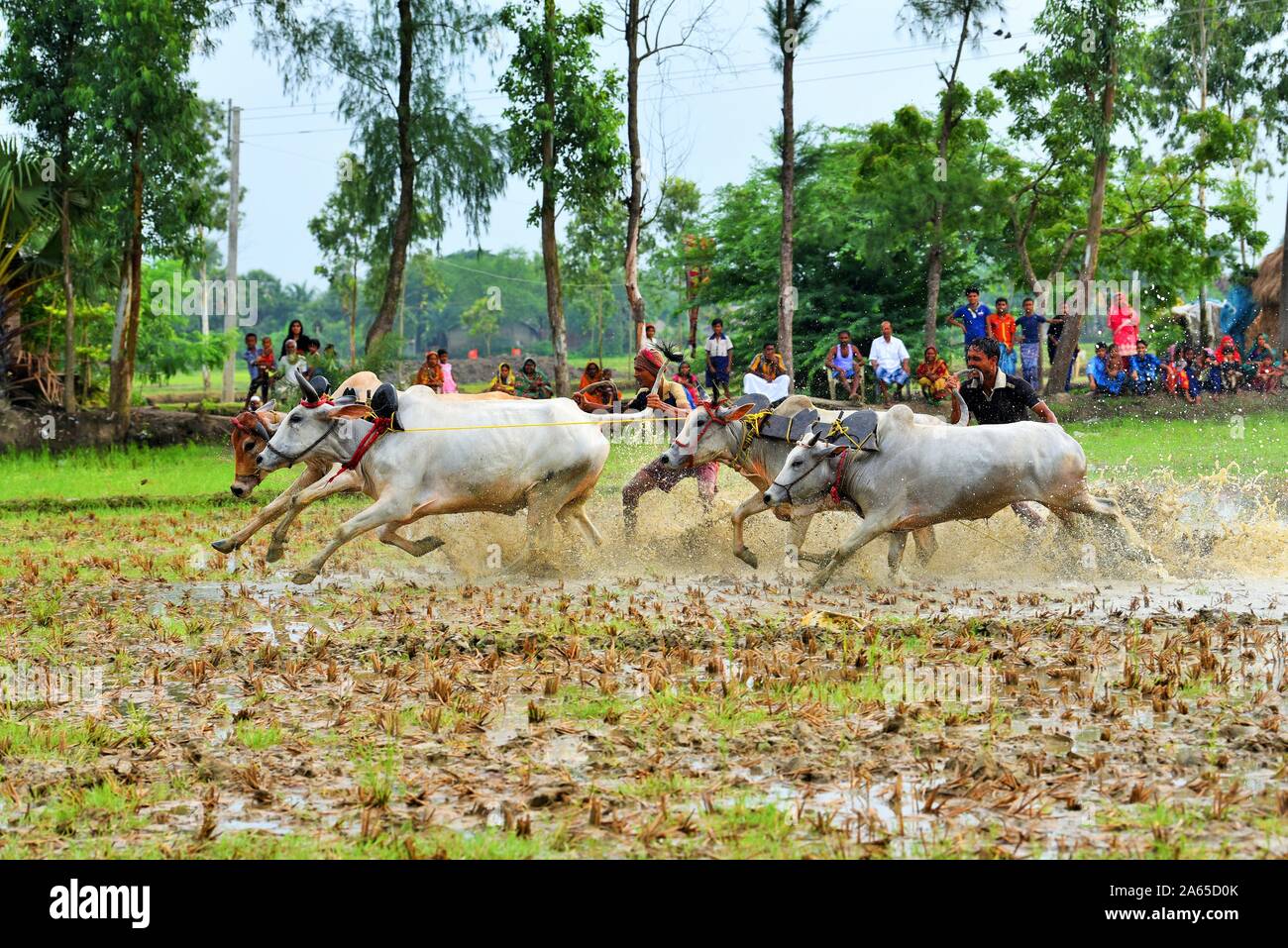 Moichara cattle race festival Herobhanga village, Canning railway ...