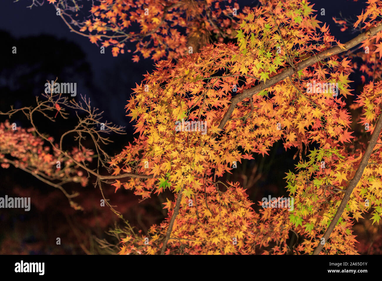 Beautiful Red and Colorful Japanese Maple Leaves Background in Kyoto in ...