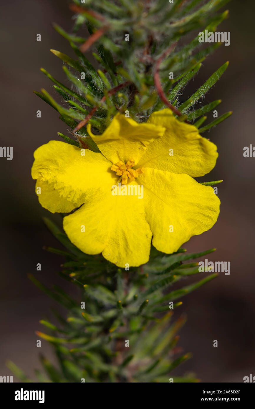 Hibbertia acicularis hi-res stock photography and images - Alamy