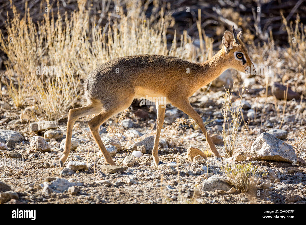 Male Dik Dik antelope walking carefully through the steppe, Namibia ...