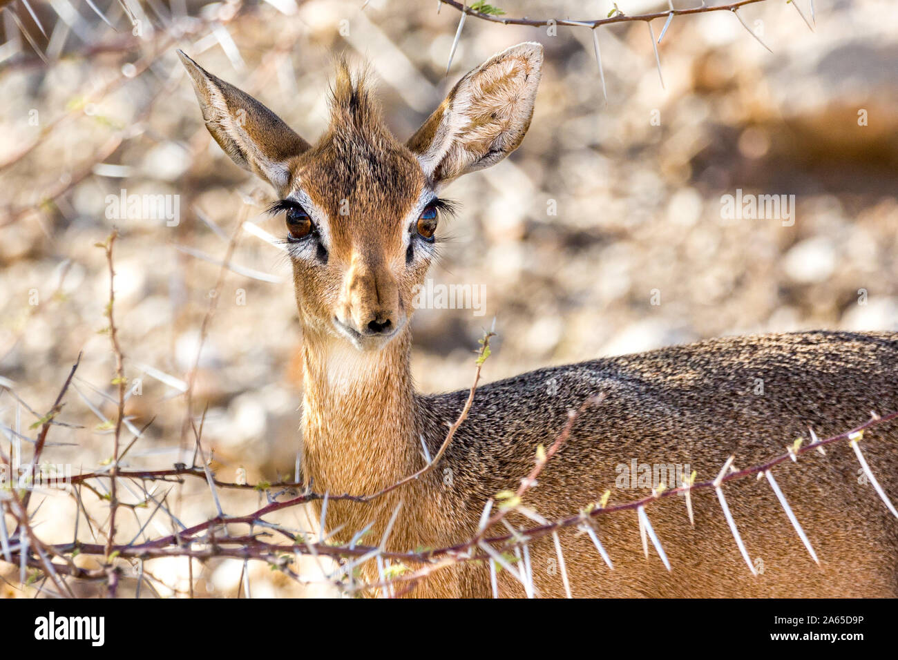 Cutest animal in the world: Portrait of a Dik Dik antelope with its big ...