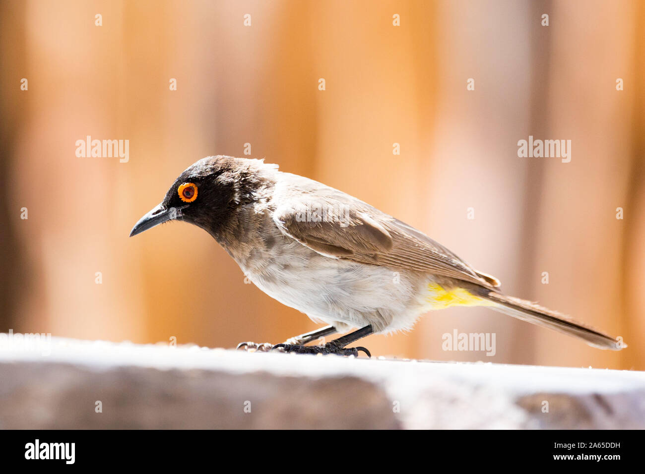Close up of a red-eyed Bulbul, Namibia, Africa Stock Photo - Alamy