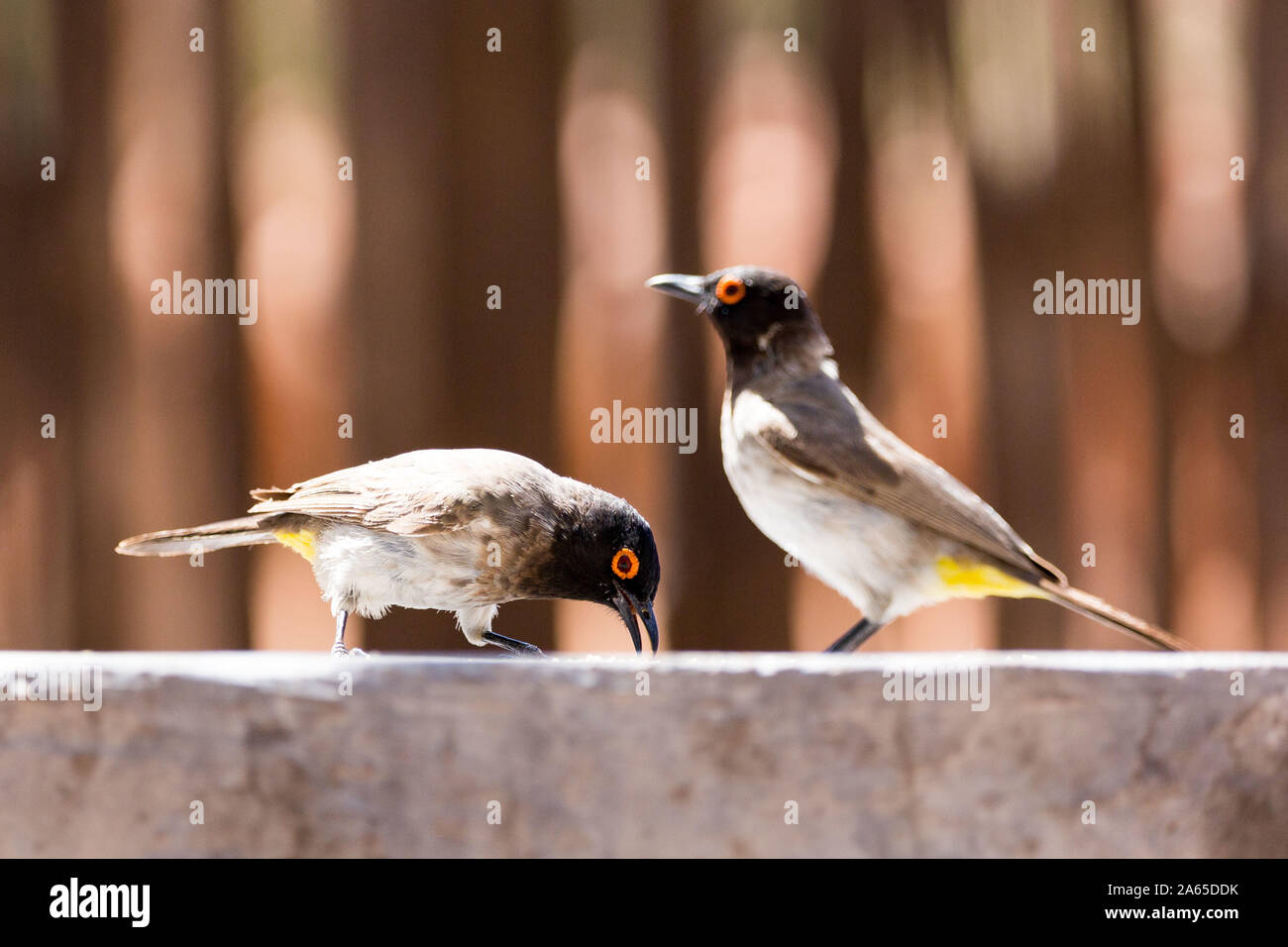 Two red-eyed Bulbuls on a stone, Namibia, Africa Stock Photo - Alamy