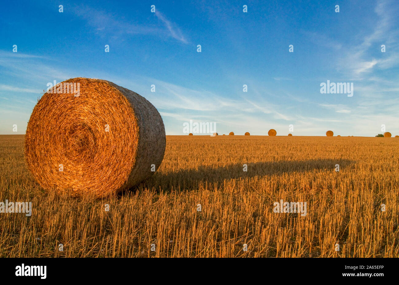 Hay barley crop hi-res stock photography and images - Alamy