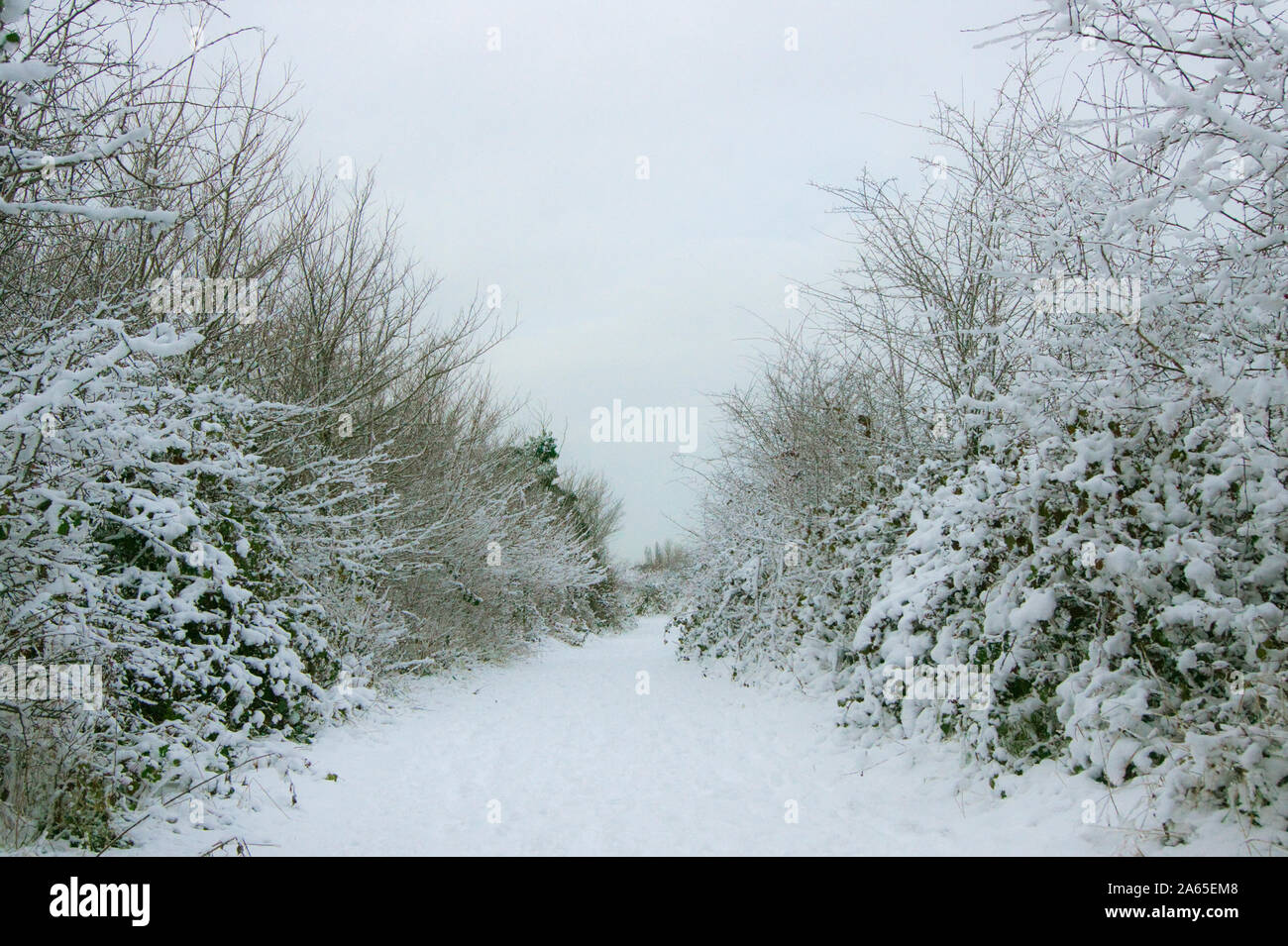 woodland path in the snow Stock Photo - Alamy
