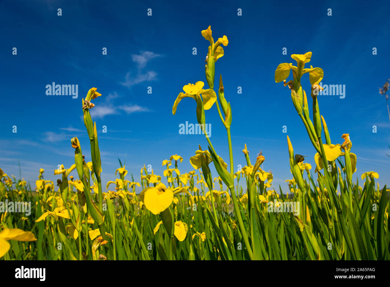 Amarillo pied hi-res stock photography and images - Alamy