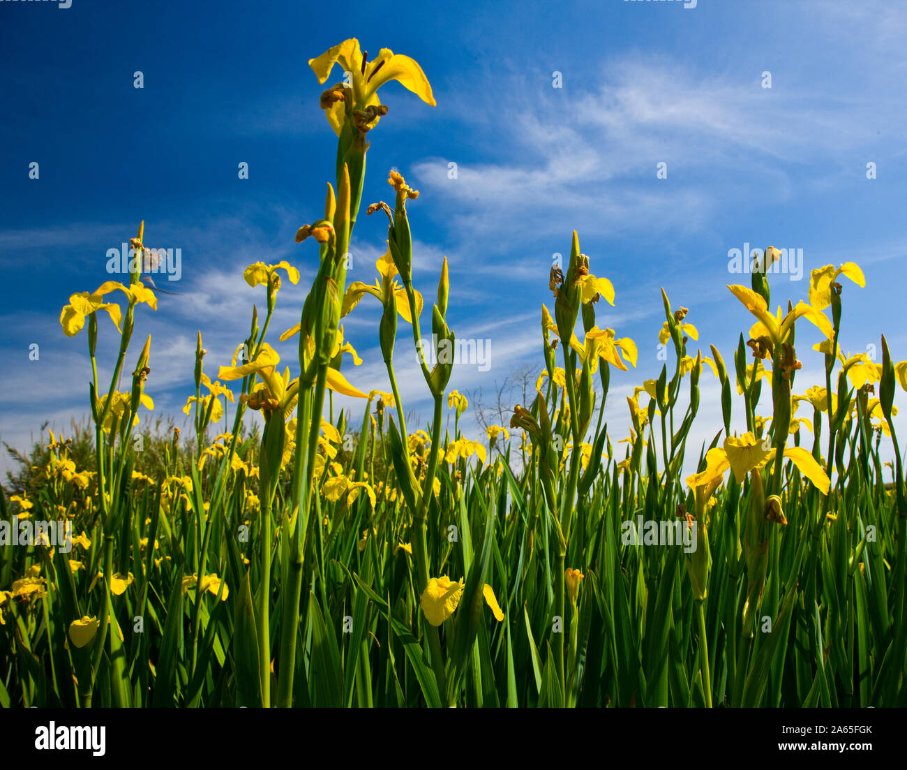 Iris amarillo hi-res stock photography and images - Alamy