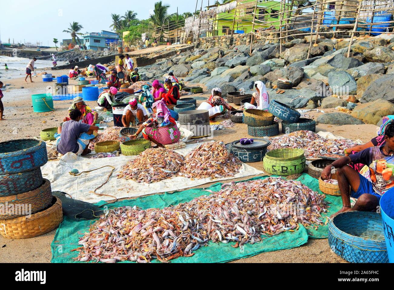 Fisher women sorting fish, Uttan Beach, Bhayander, Mumbai, Maharashtra ...