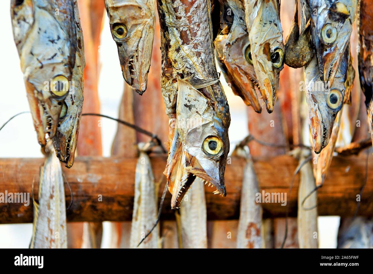 Bombil Fish High Resolution Stock Photography and Images - Alamy