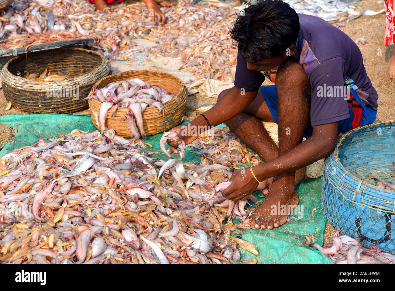 Fishermen sorting fish, Uttan Beach, Bhayander, Mumbai, Maharashtra ...