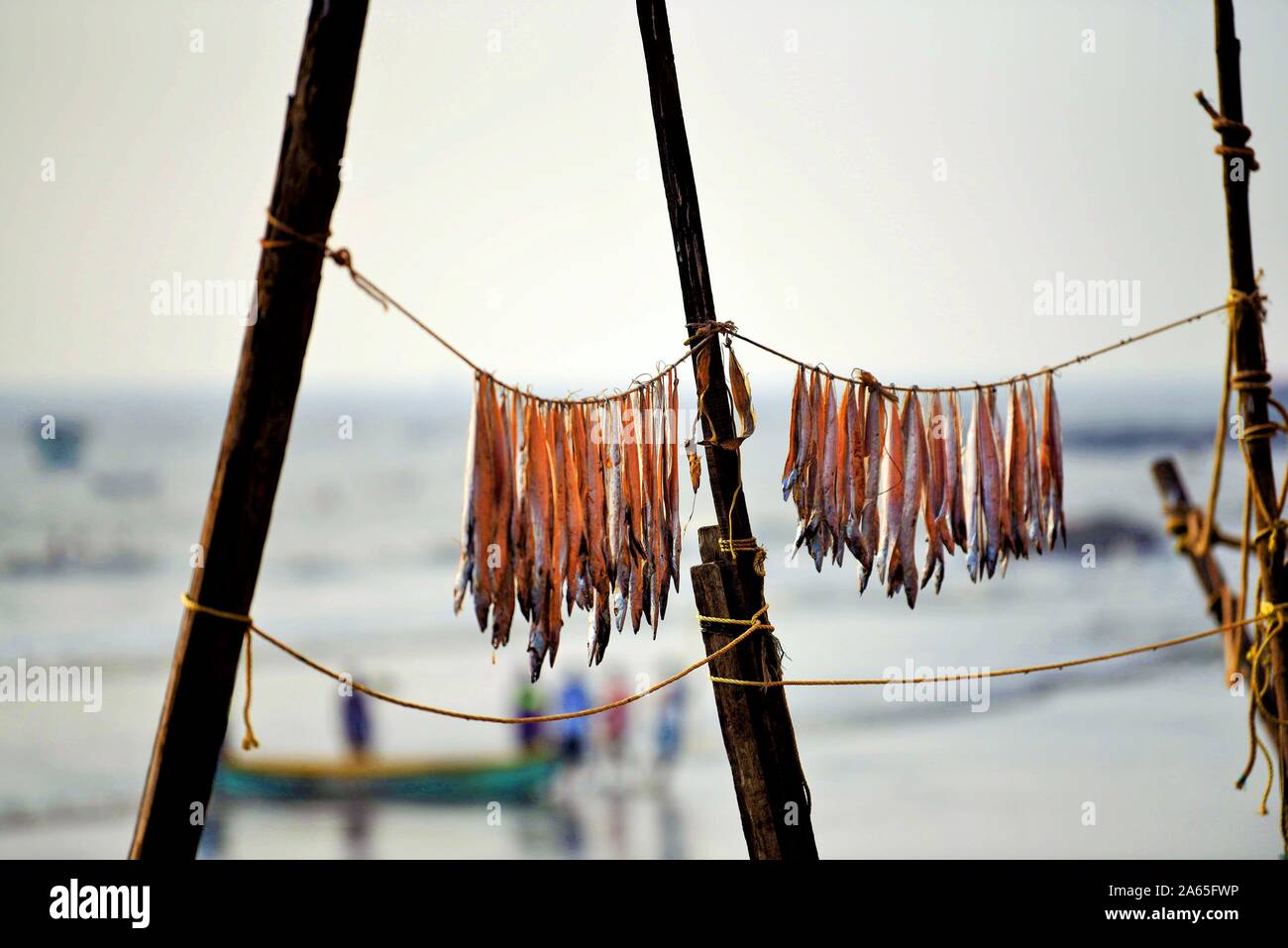 Bombil fish drying, Uttan Beach, Bhayandar, Mumbai, Maharashtra, India ...
