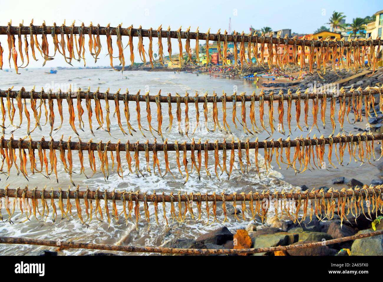 Bombil fish drying, Uttan Beach, Bhayandar, Mumbai, Maharashtra, India ...