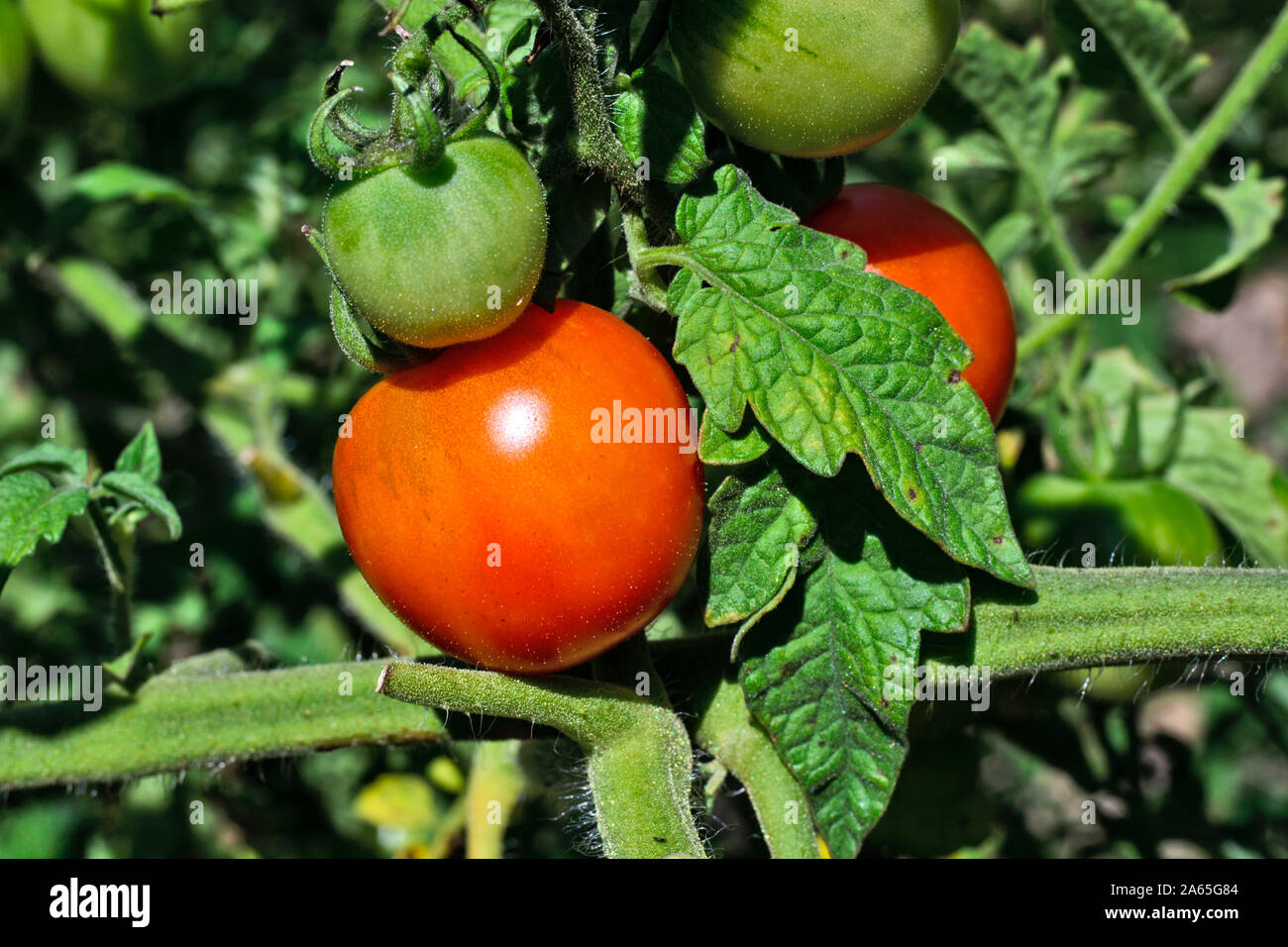 Beautiful ripe and green tomato fruits on a stalk lit by the summer sun ...