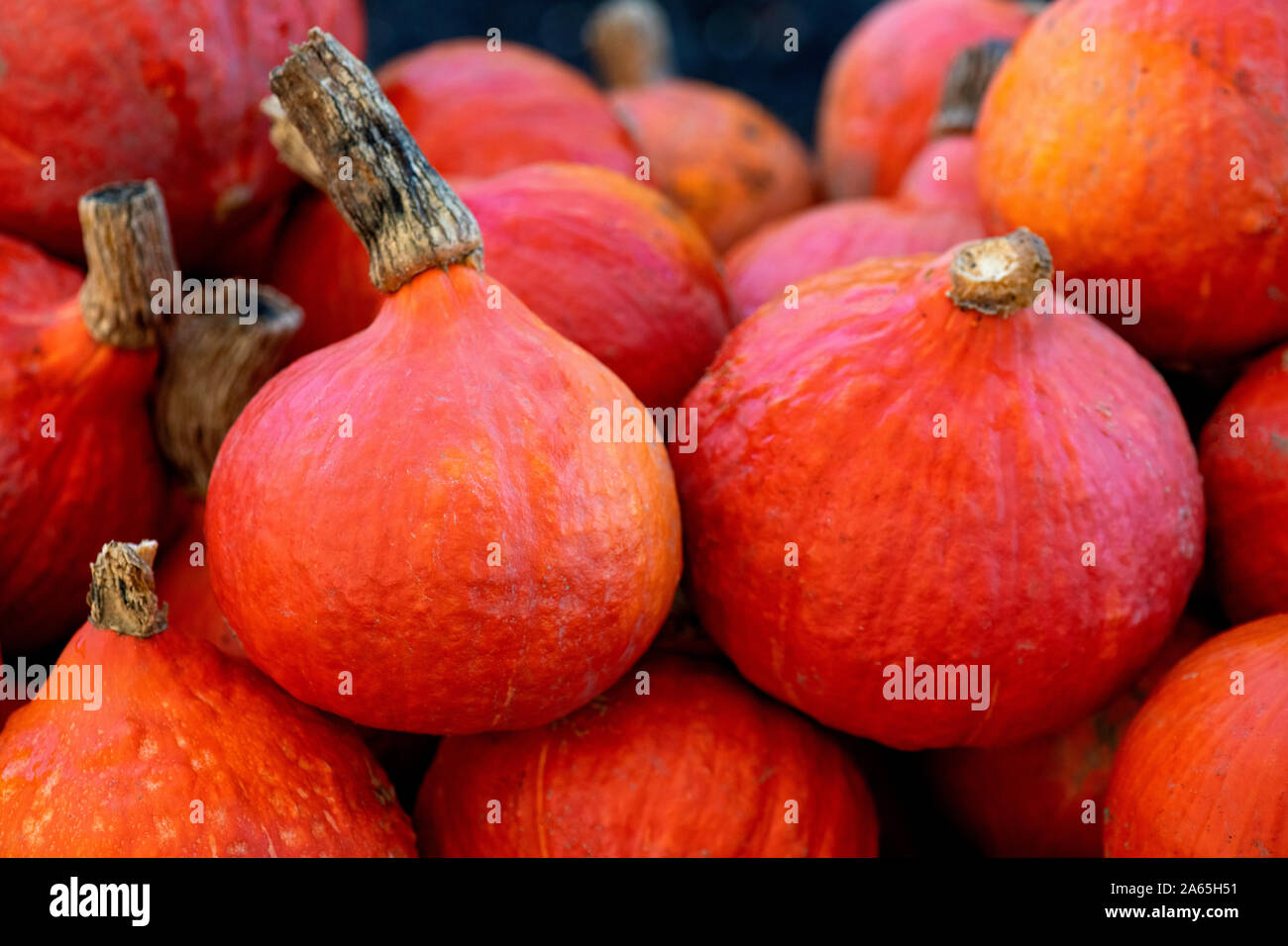 Uchiki kuri squash hi-res stock photography and images - Alamy