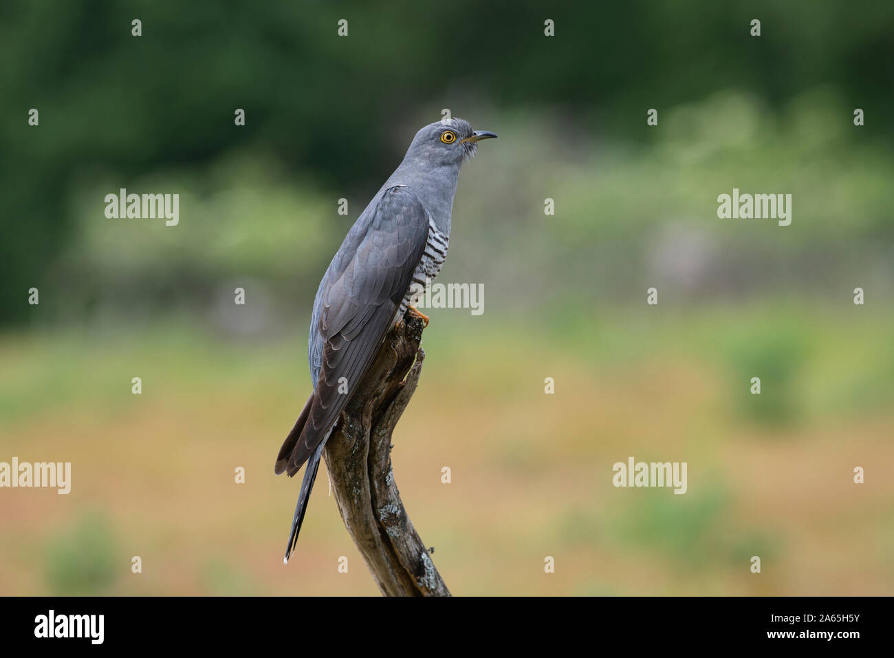 Male common cuckoo (Cuculus canorus) on a perch in spring Stock Photo ...