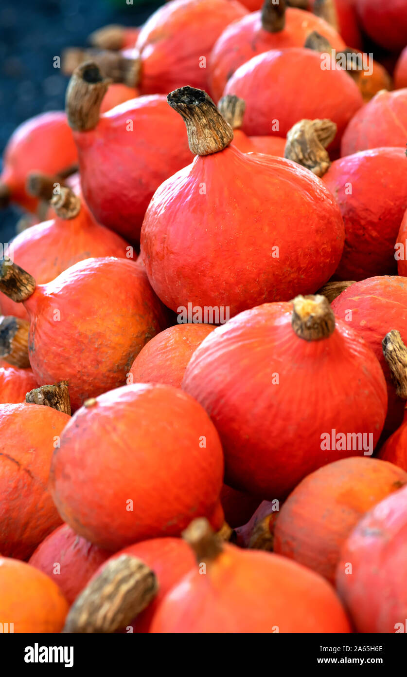 red kuri squash known as the onion pumpkin, shot vertical in selective ...
