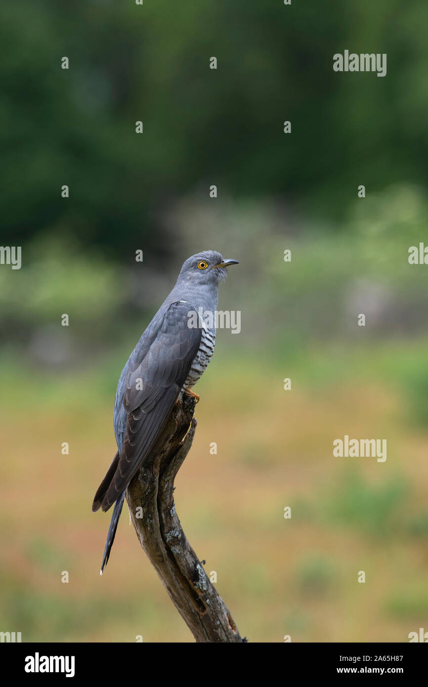 Male common cuckoo (Cuculus canorus) on a perch in spring Stock Photo ...