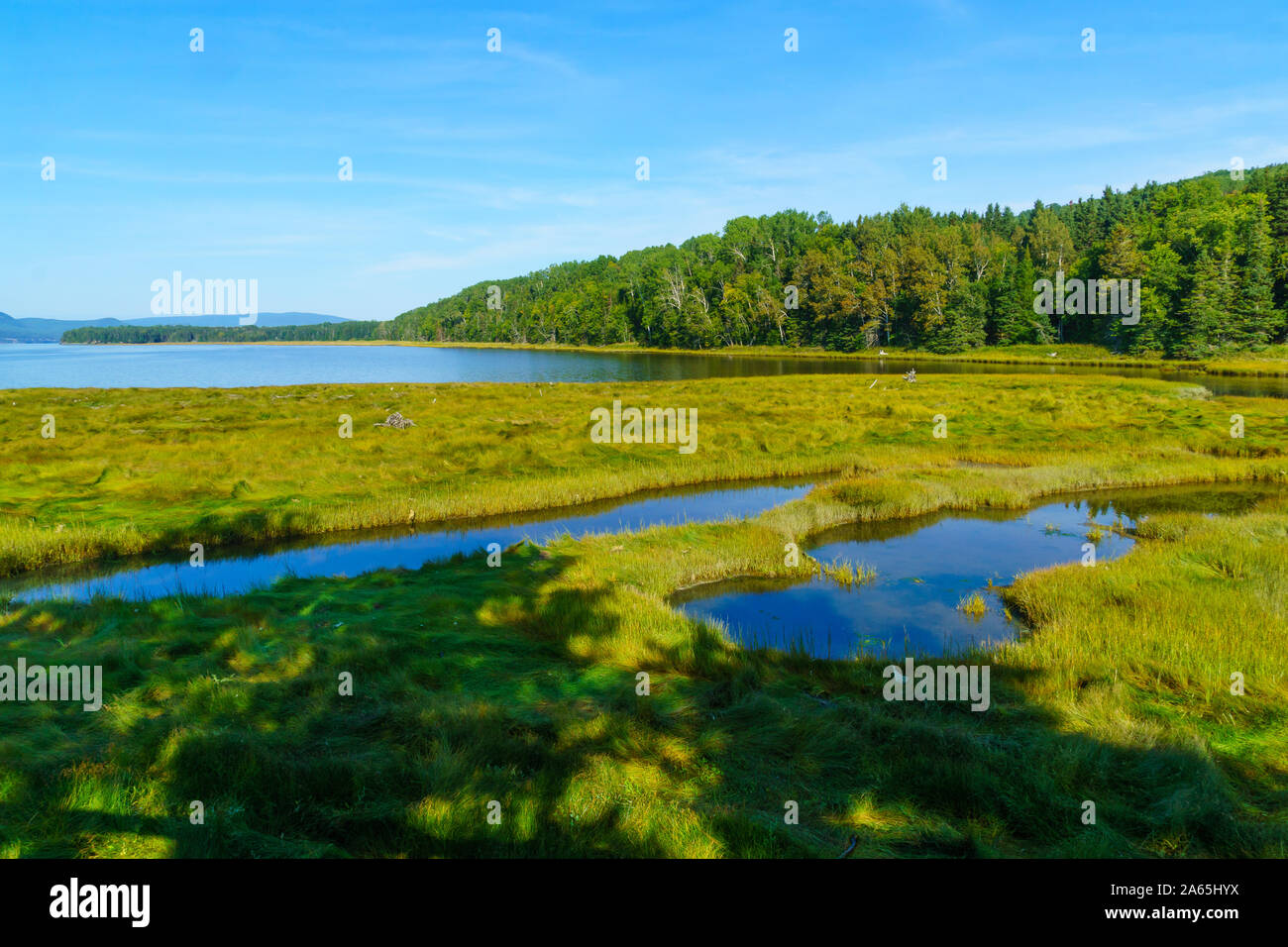 Landscape of forest and pools in the Penouille sector of Forillon ...