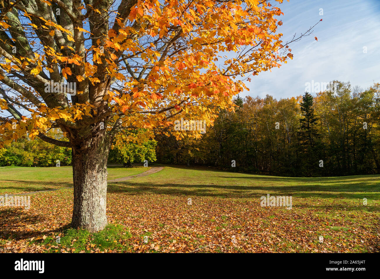 Sugar maple tree fall hi-res stock photography and images - Alamy