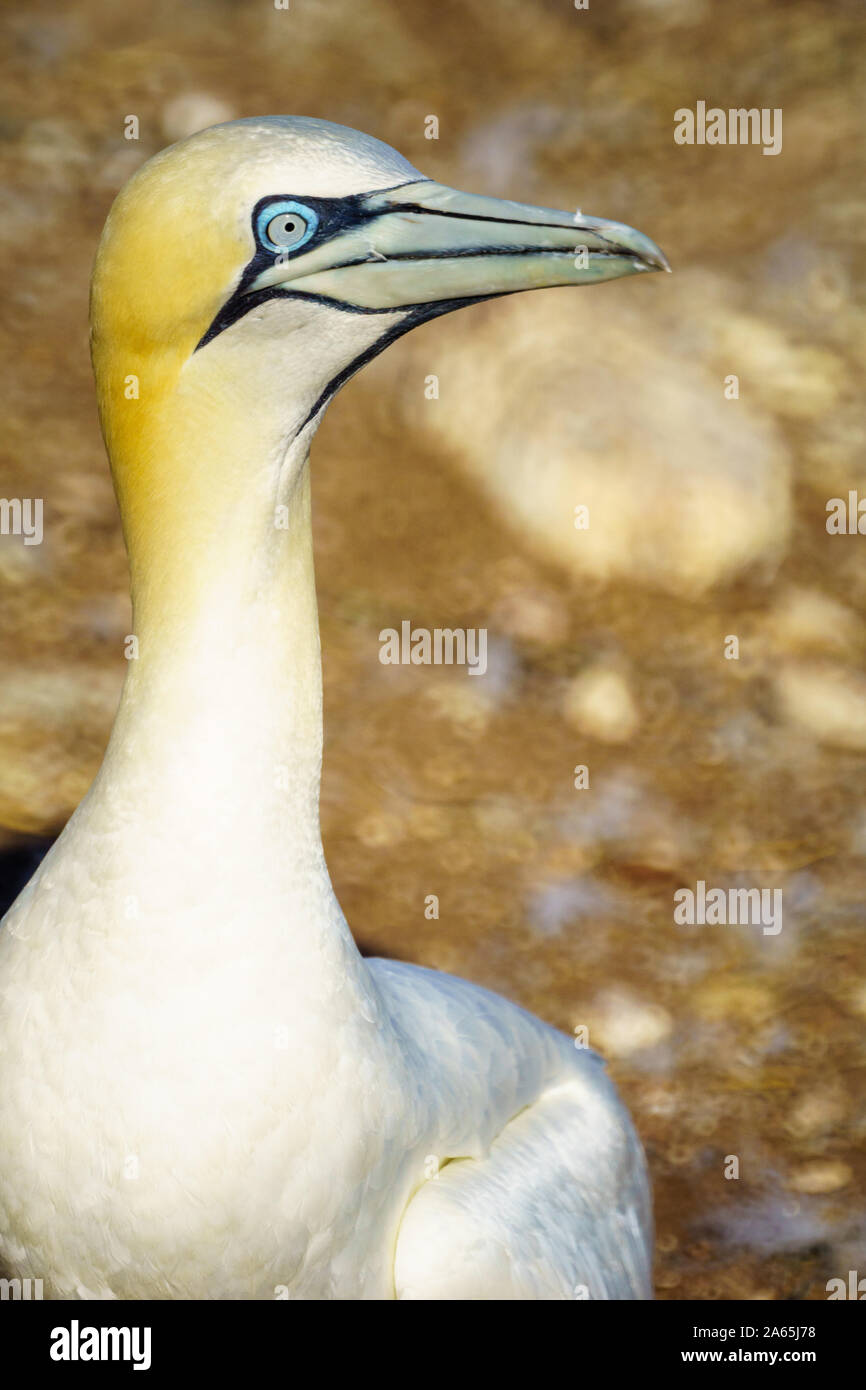 Gannet bird in the Bonaventure Island, near Perce, at the tip of Gaspe ...