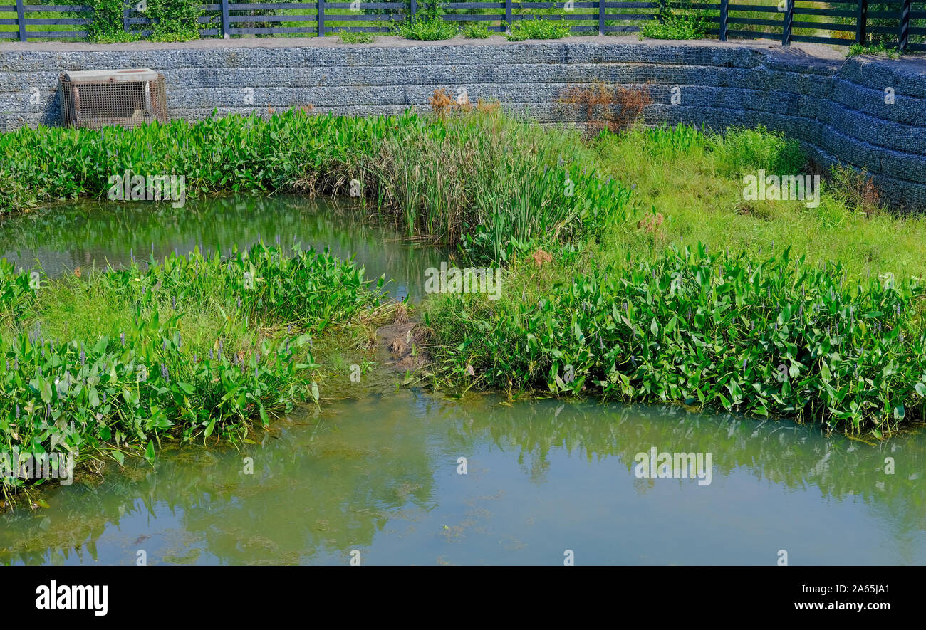 Green Vegetation and Standing Water in Detention Pond Stock Photo - Alamy