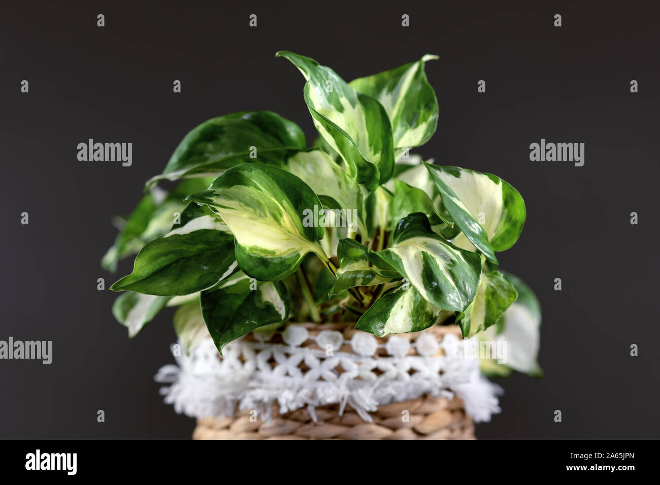 Beautiful full tropical 'Manjula' Pothos, also called 'Happy Leaves ...