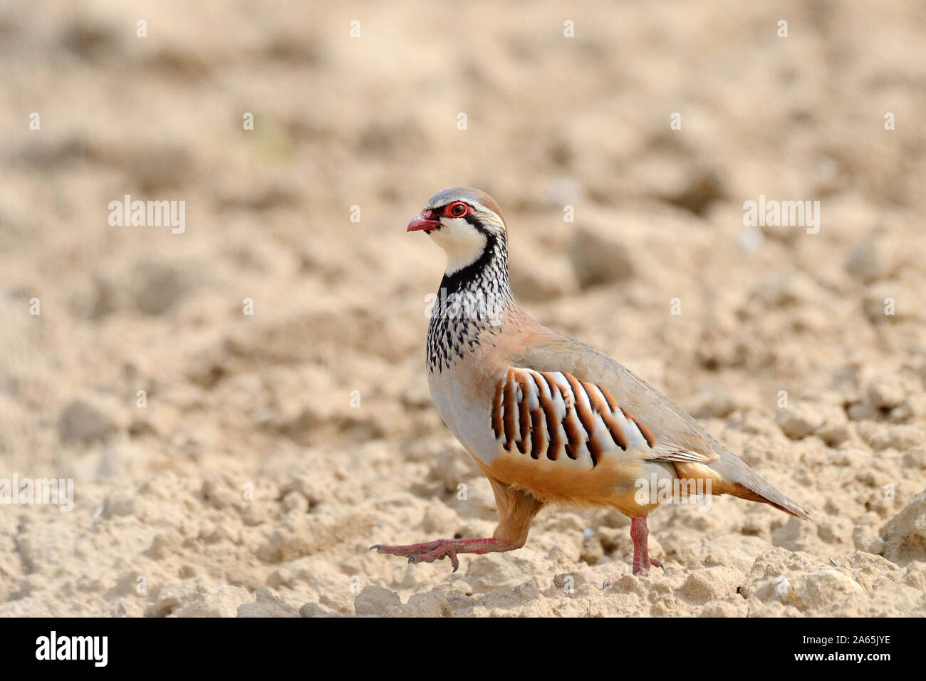 Red-legged Partridge (Alectoris rufa Stock Photo - Alamy