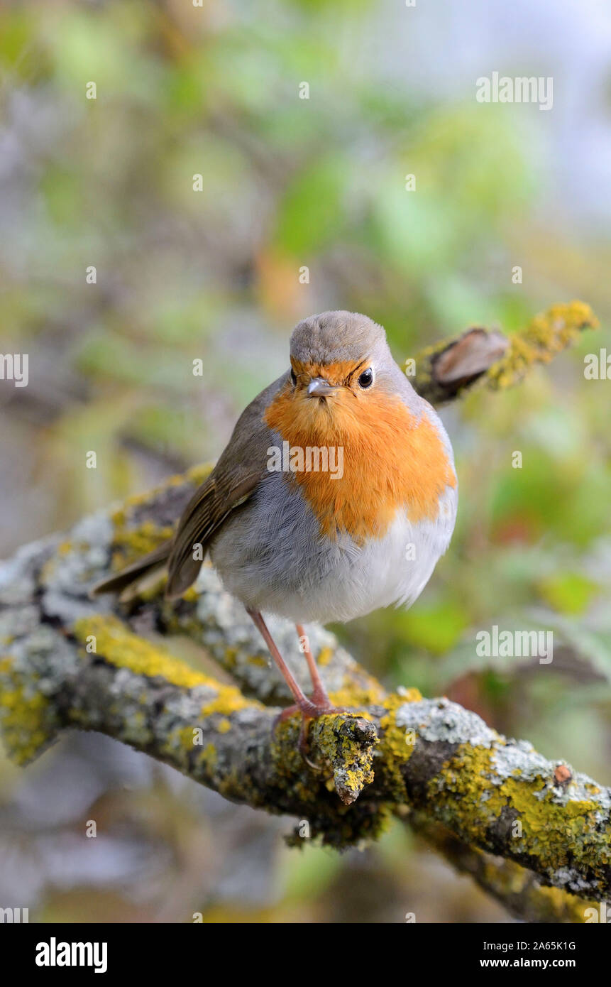 Erithacus rubecula hi-res stock photography and images - Alamy