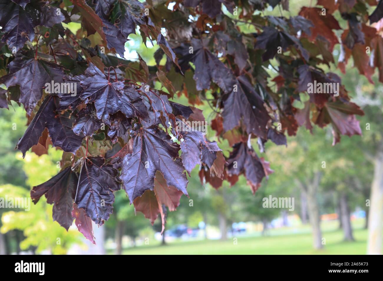 Acer palmatum/Japanese maple/red emperor maple-Ontario/Canada Stock ...