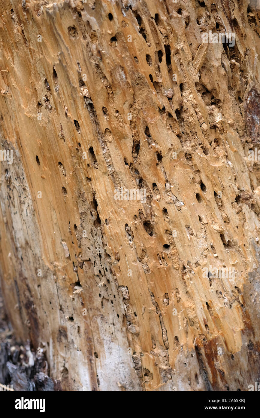 Tree trunk, eaten by pests, closeup. Dry wood texture with holes left ...