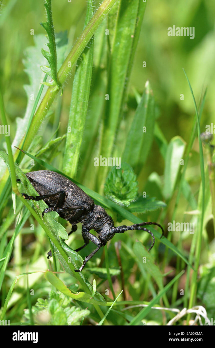 Weaver beetle hi-res stock photography and images - Alamy