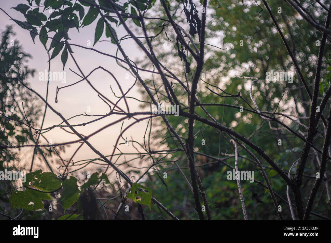 Generic Flower High Resolution Stock Photography and Images - Alamy