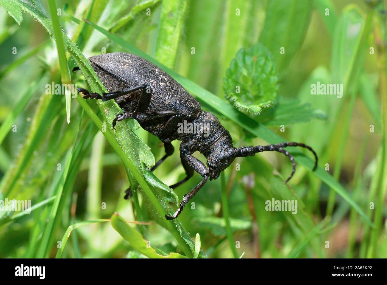 Weaver beetle (Lamia textor Stock Photo - Alamy