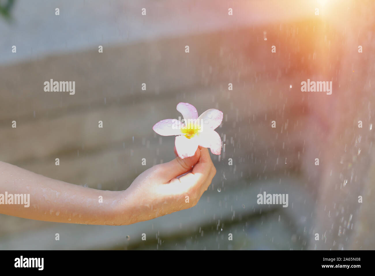 drops of water fall on flower hold by little girl on sunny day outside ...