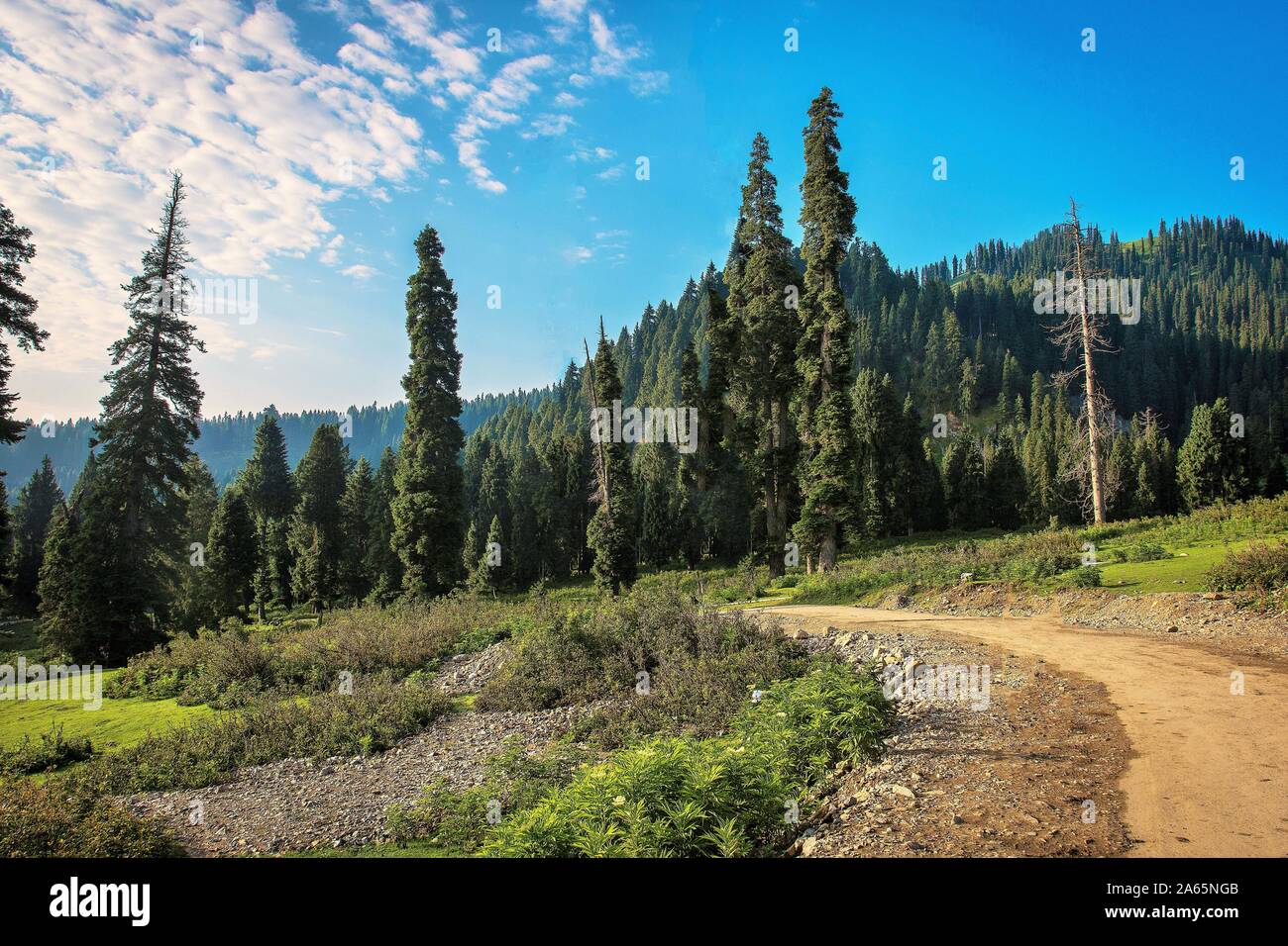 Meadows and pine trees, Doodhpathri, Budgam, Kashmir, India, Asia Stock ...