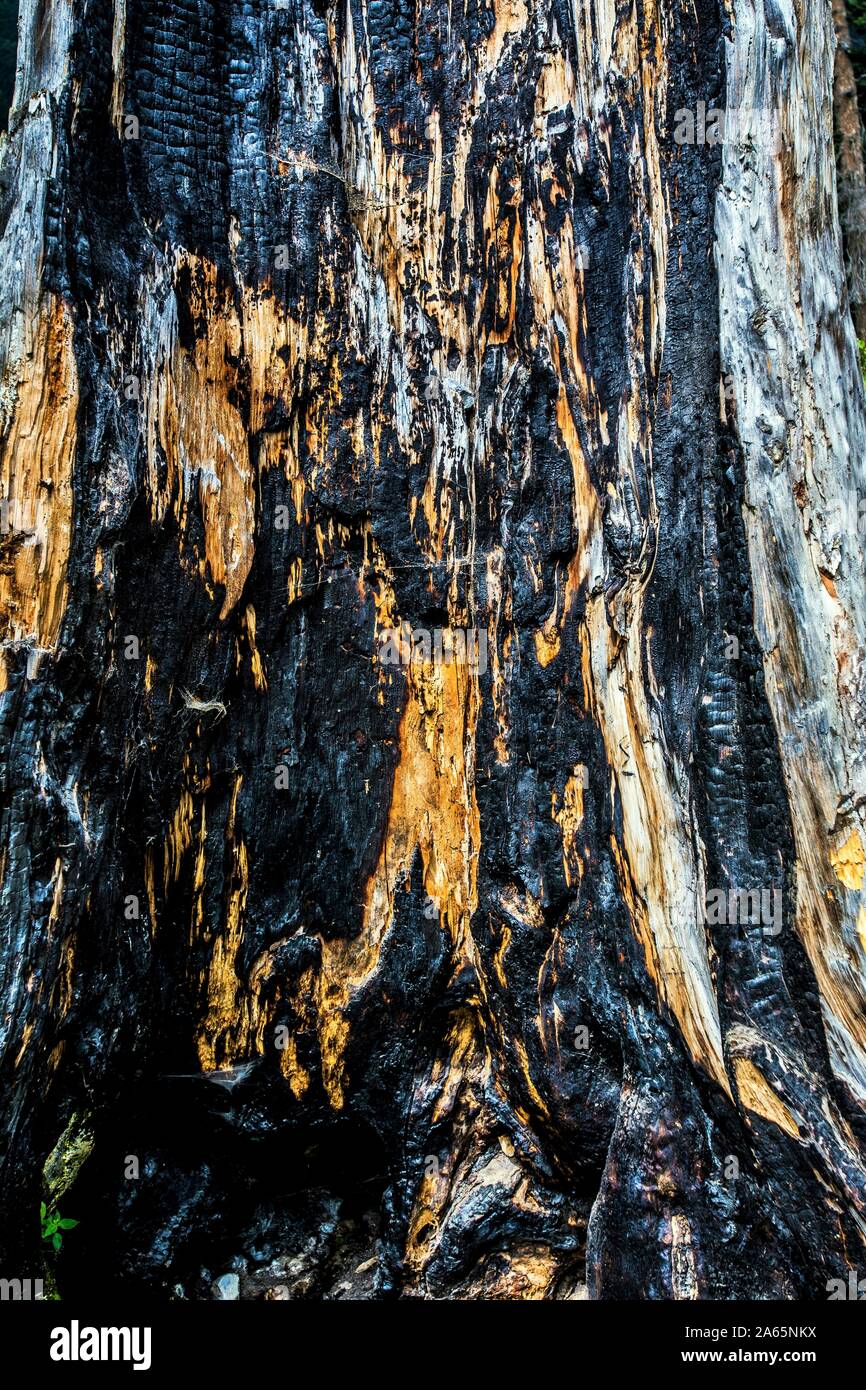 Bark of pine tree, Doodhpathri, Budgam, Kashmir, Union Territory, UT ...