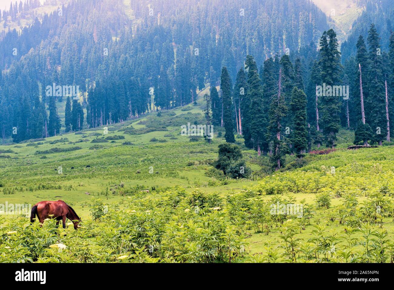 Horse grazing in meadows, Doodhpathri, tourist destination, hill station, Khan Sahib area ...