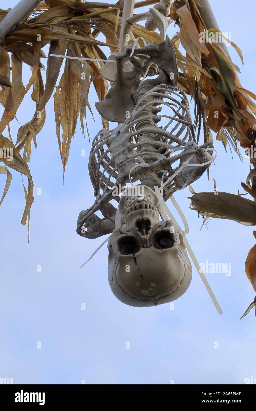 Hanging skeletons hi-res stock photography and images - Alamy