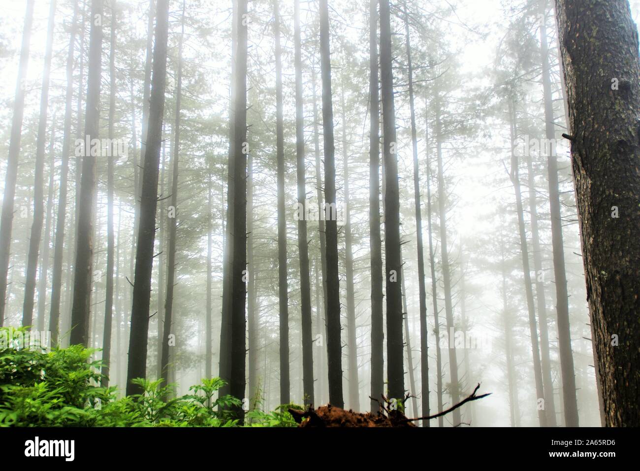 Doodhpathri budgam hi-res stock photography and images - Alamy