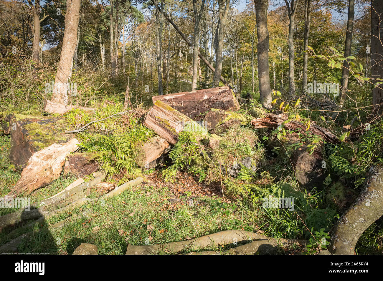 Mature Scottish Trees stripped of their foliage in Autumn with the bark ...