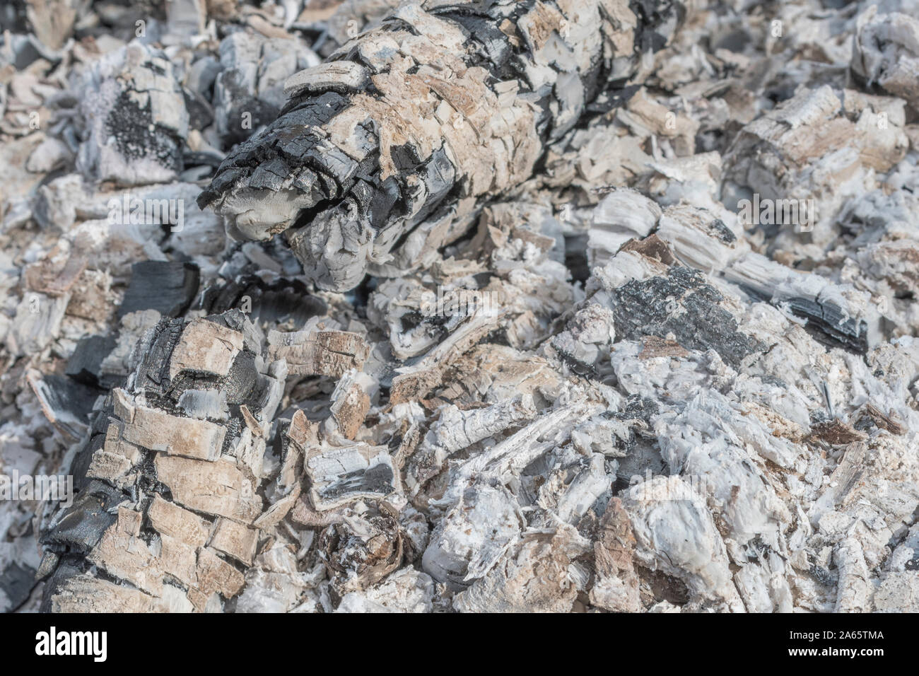 Ashes and charred wood from burnt out wood camp fire / survival fire ...
