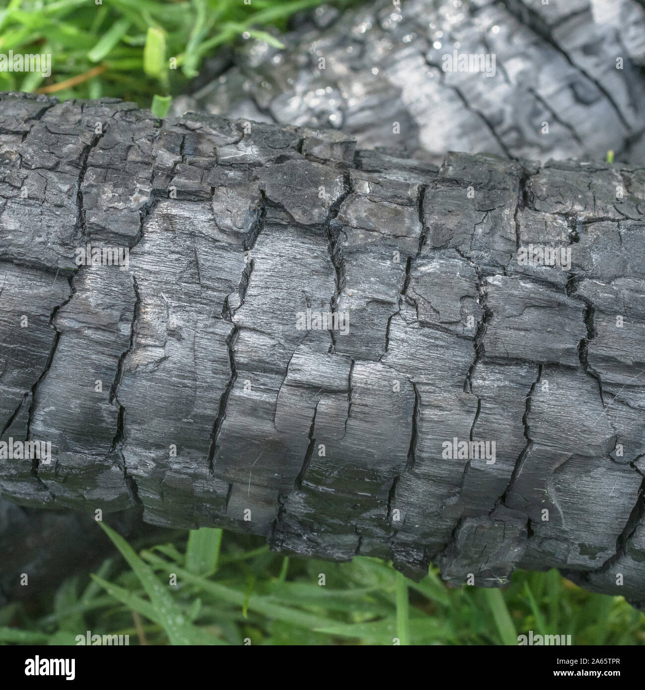 Ashes and charred wood from burnt out wood camp fire / survival fire ...